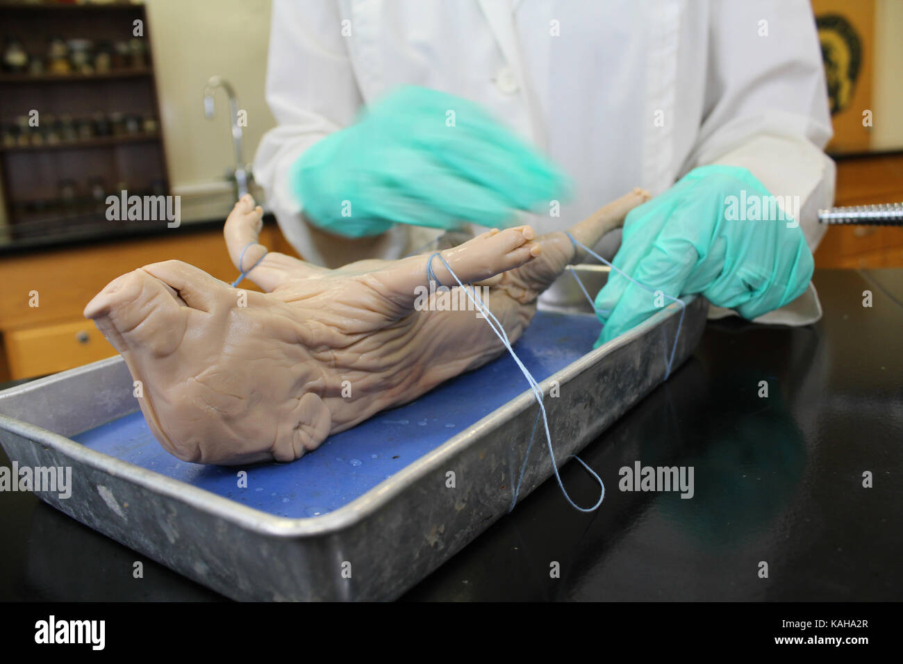 Dissection foetale de porc Banque de photographies et d’images à haute ...