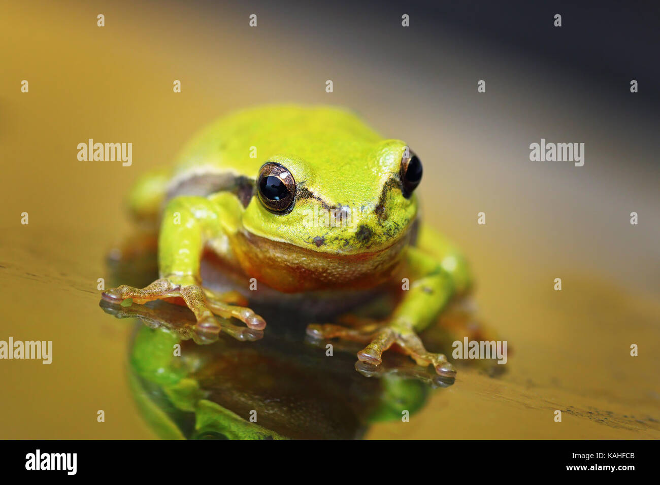Hyla arborea ou rainette Banque de photographies et d’images à haute ...