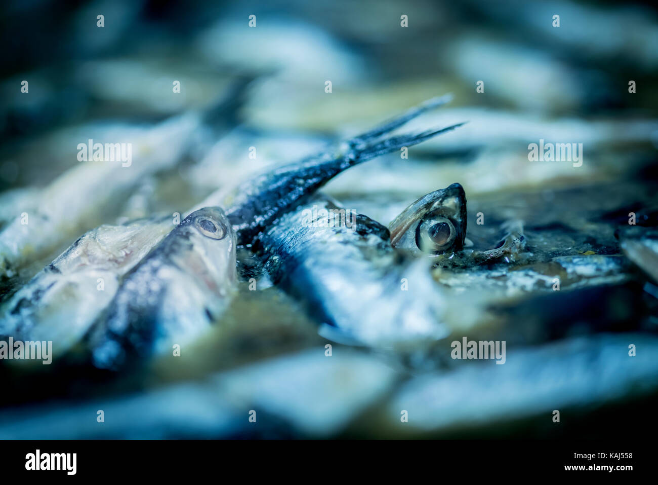 Collioure d'anchois Banque de photographies et d’images à haute ...
