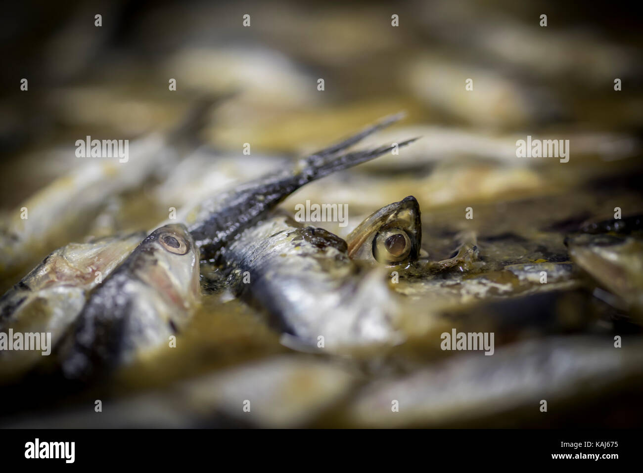 Anchois collioure roque Banque de photographies et d’images à haute ...
