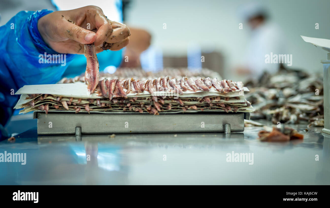 La préparation et les filets d'anchois salés à l'usine d'Anchois ...