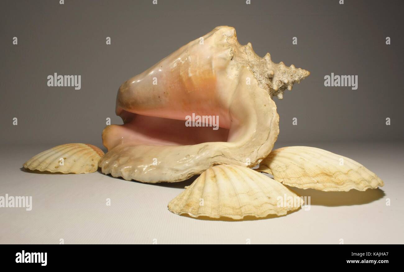 Giant shell Banque de photographies et d’images à haute résolution - Alamy