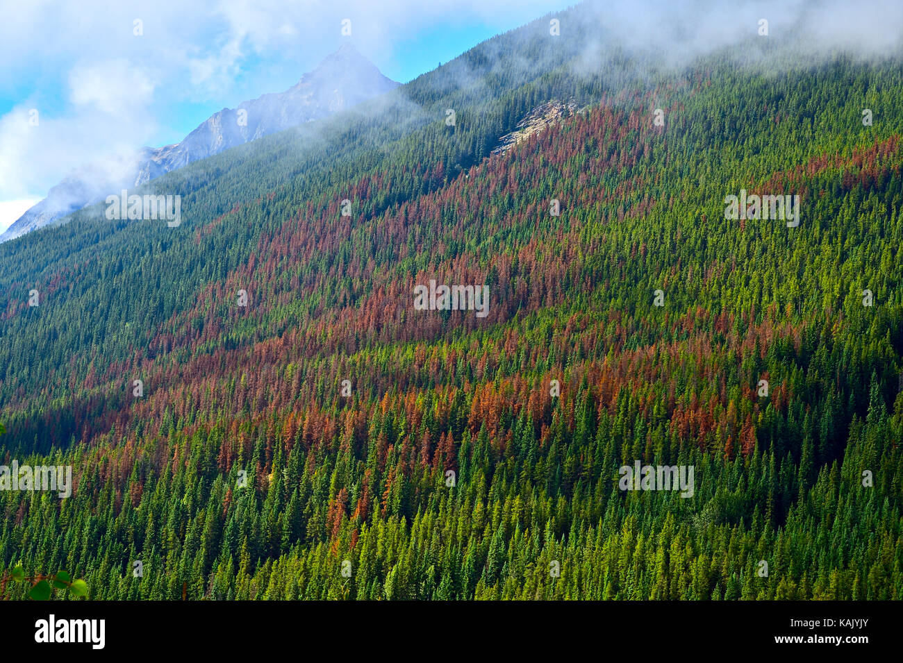 Arbres de pin rouge à flanc de montagne, à partir de la mort de l ...