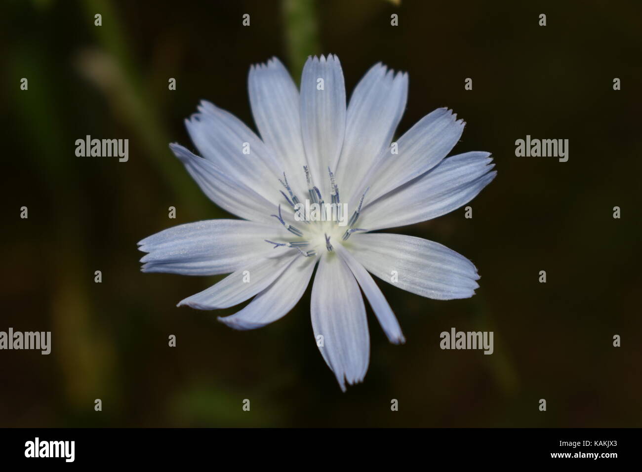 Belle fleur Banque de photographies et d’images à haute résolution ...