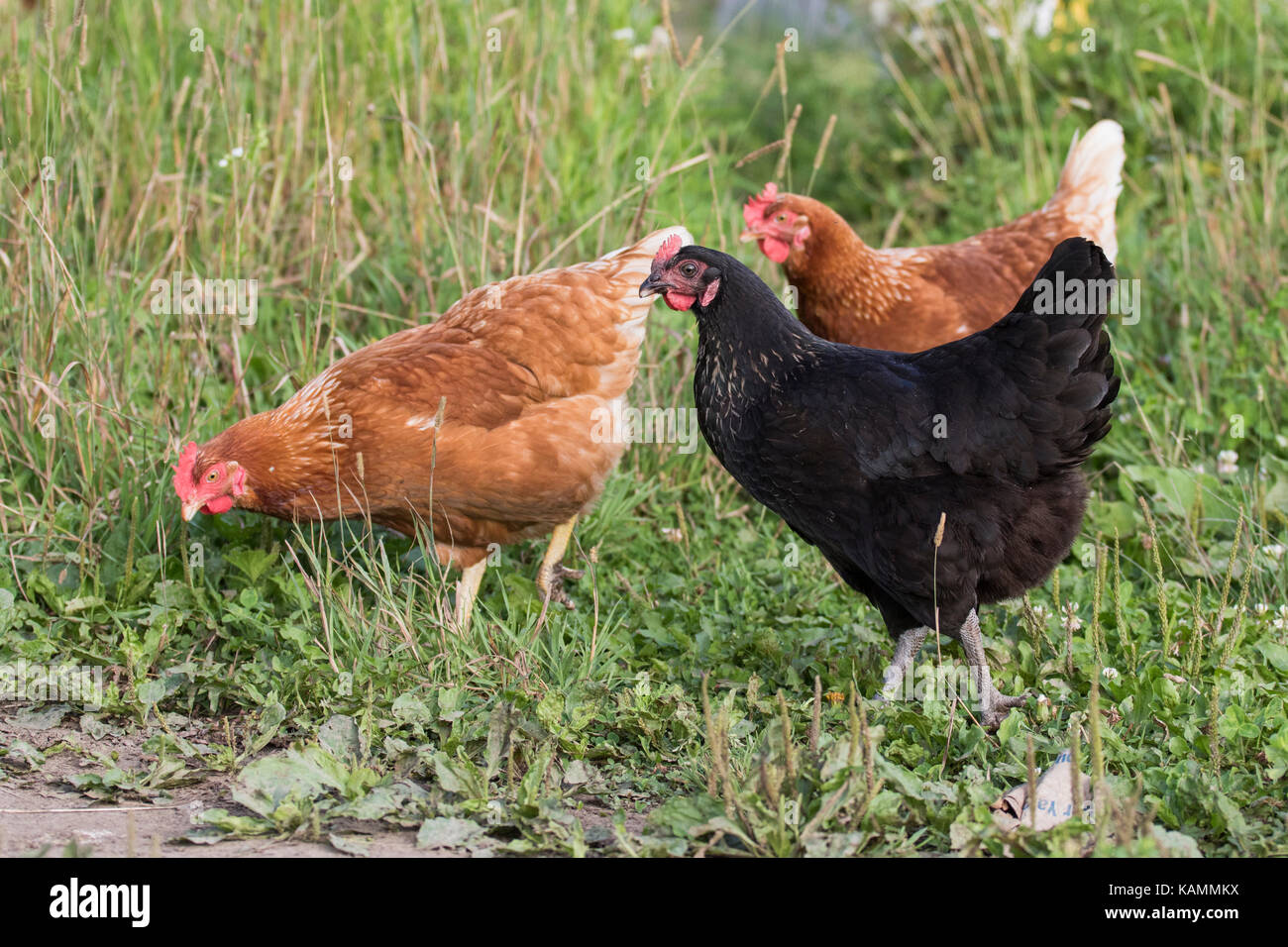 Poultry farm free range chickens Banque de photographies et d’images à ...
