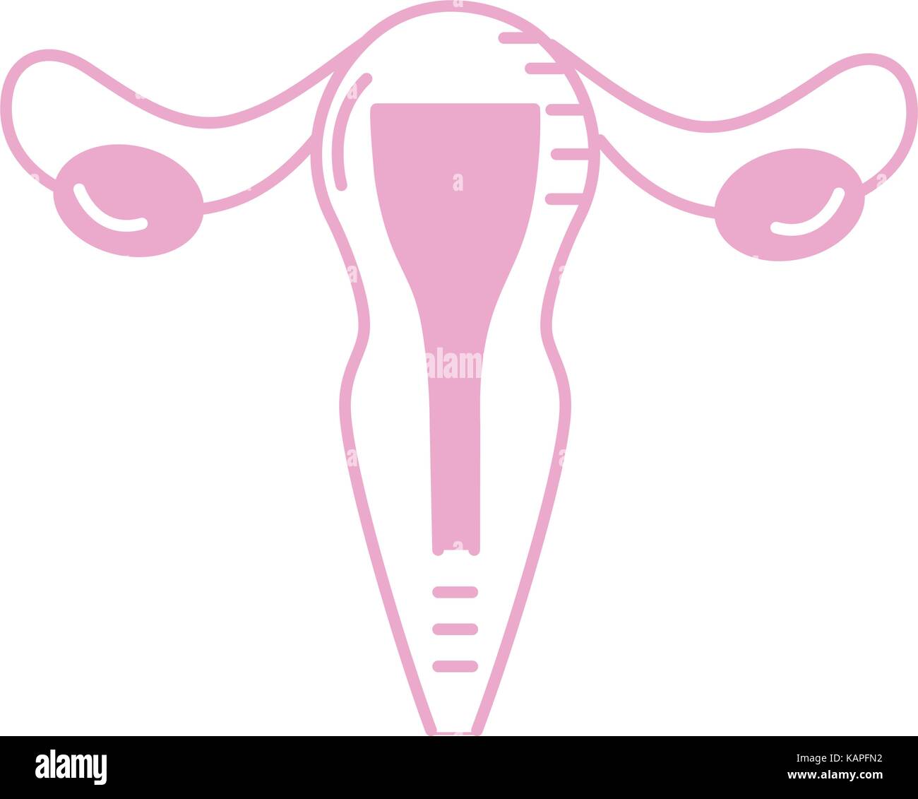 Fallopian Tubes Banque d'image et photos - Alamy