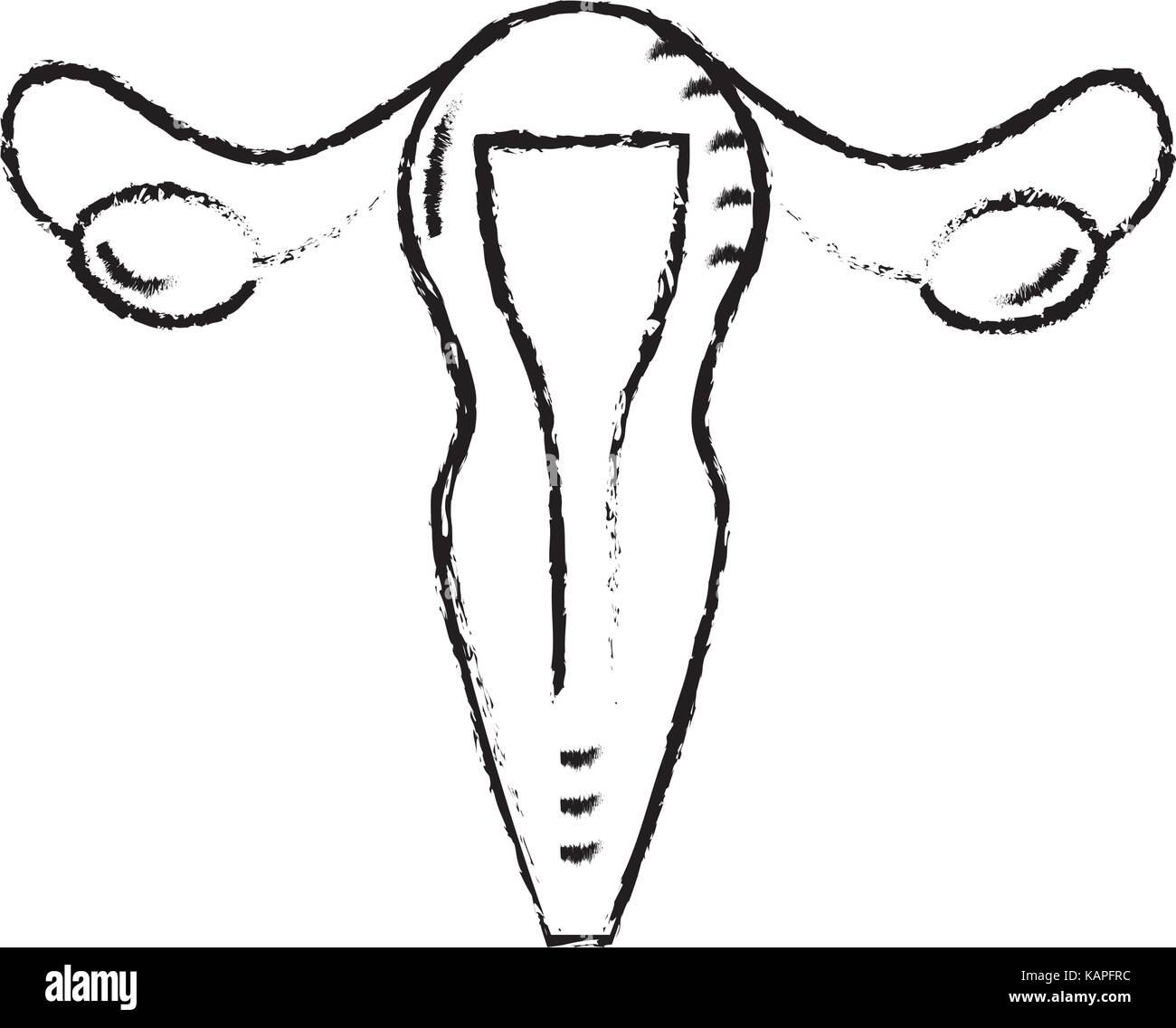 Fallopian Tubes Banque d'image et photos - Alamy