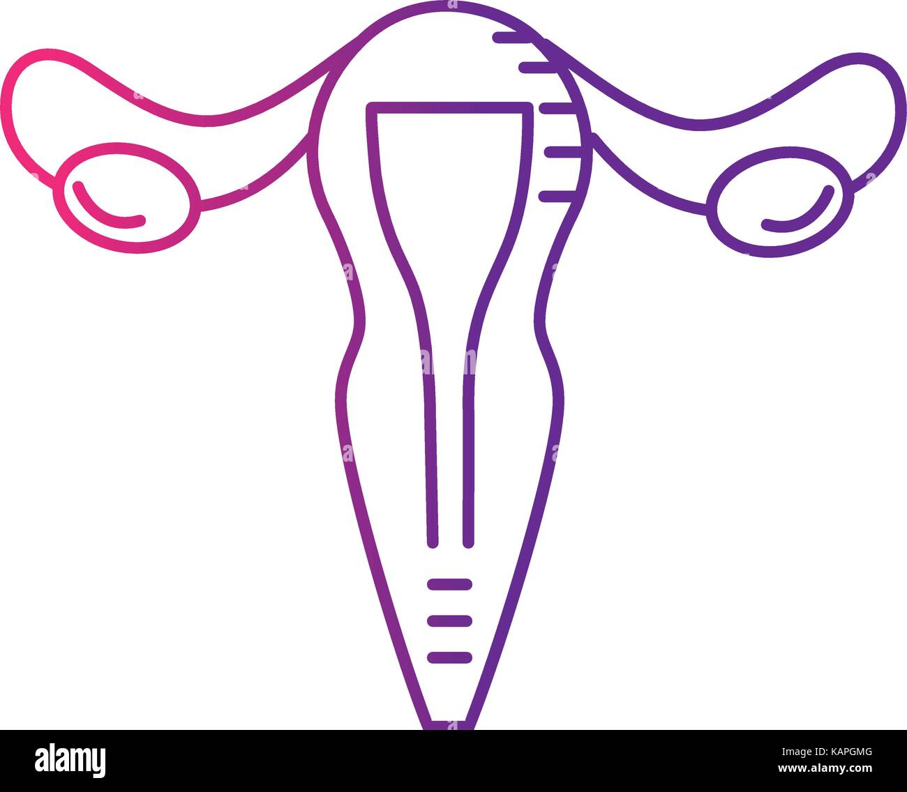Fallopian Tubes Banque d'image et photos - Alamy