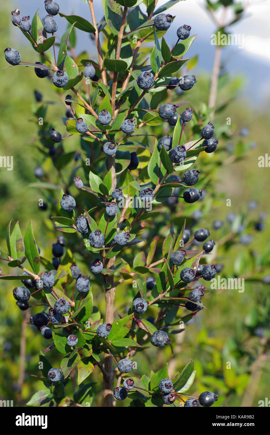 C'est, le myrtus communis myrte commun avec des fruits, de la famille ...