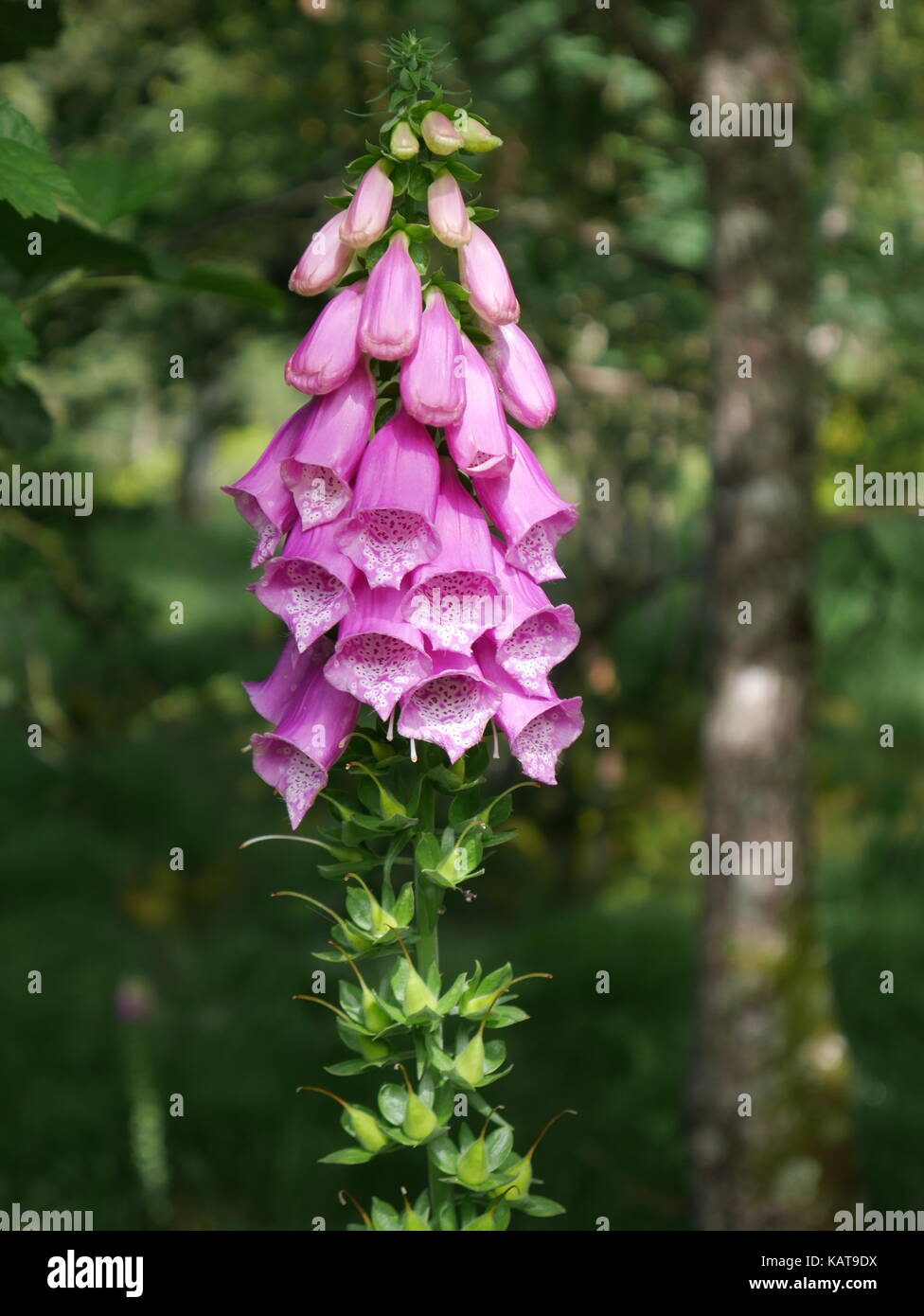 Fleur de digitale Banque de photographies et d’images à haute ...