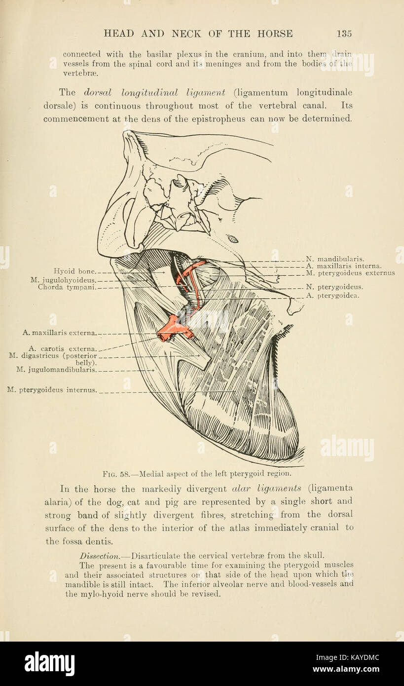 Anatomie tete cheval Banque de photographies et d’images à haute ...