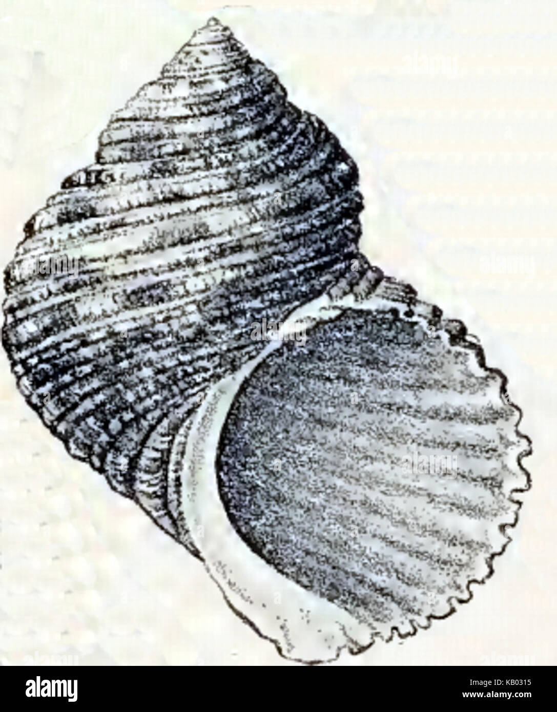 Turbo setosus Banque de photographies et d’images à haute résolution ...