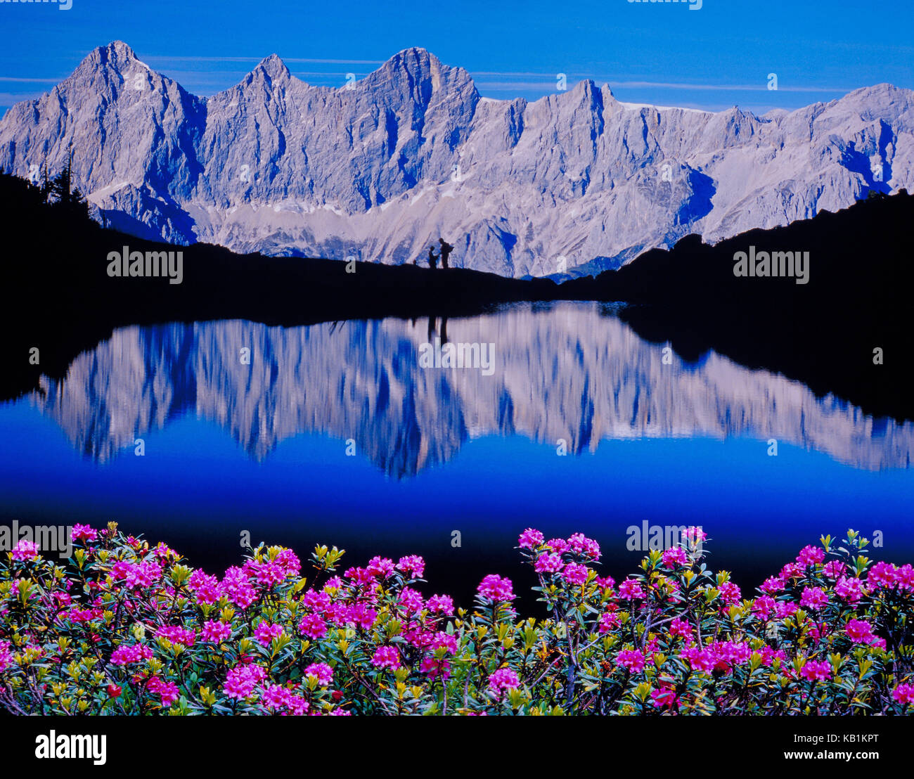 Alp roses Banque de photographies et d’images à haute résolution - Alamy