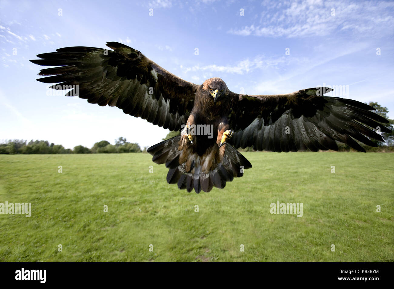 Aigle royal Aquila chrysaetos, pierre, l'animal adulte dans le vol ...