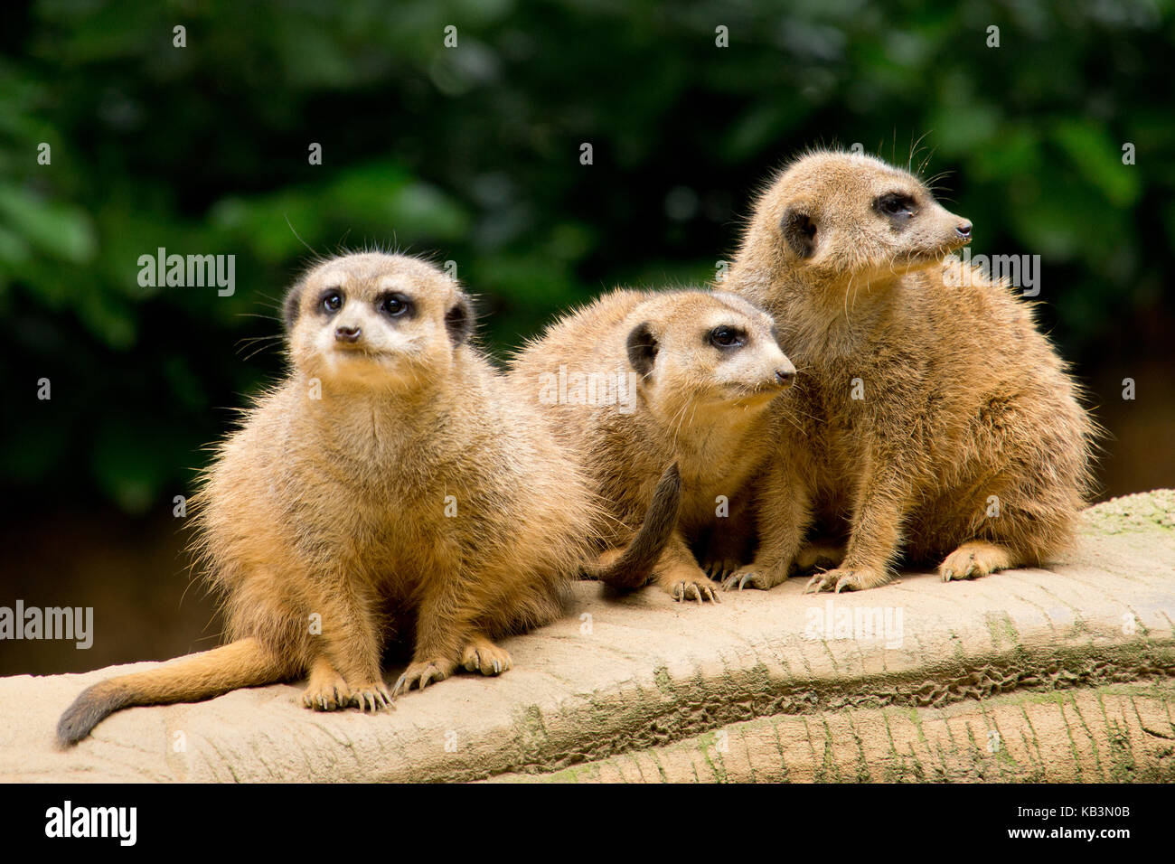 Trois suricates Banque de photographies et d’images à haute résolution ...
