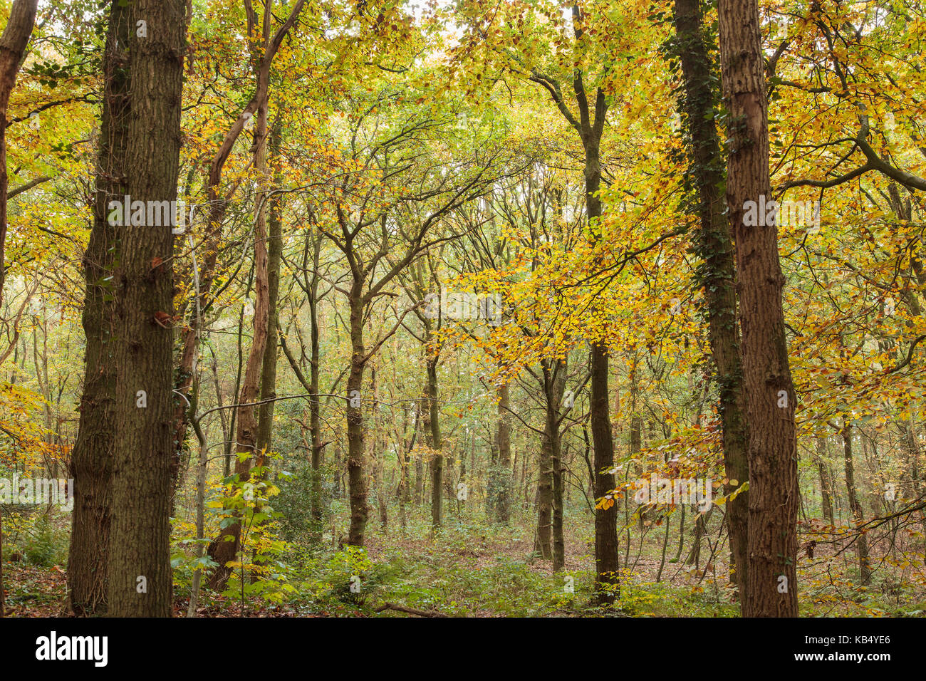 Forêt de feuillus en automne couleur contenant le hêtre commun (Fagus ...