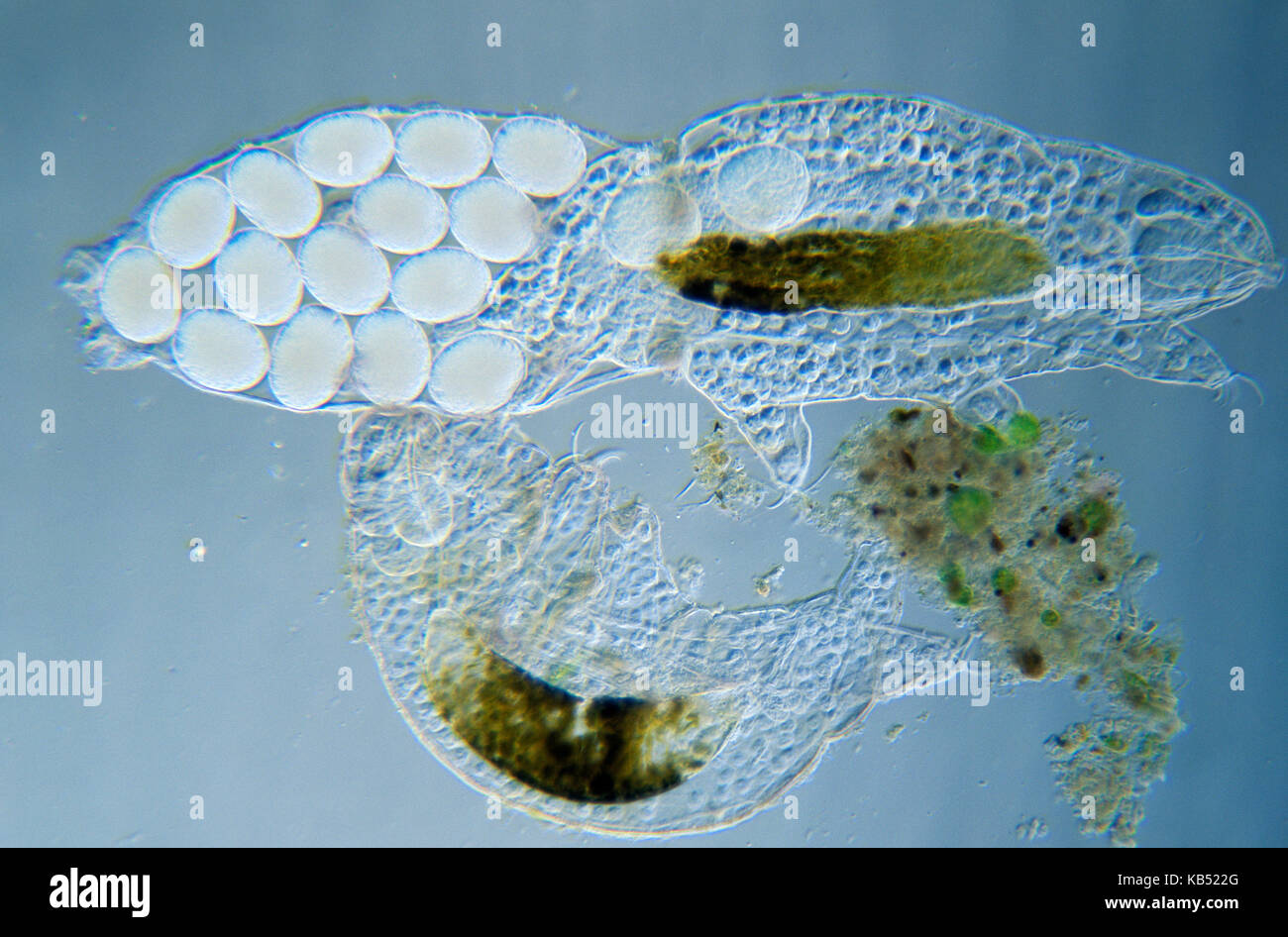 Tardigrade (pseudobiotus megalonyx) image microscopique, l'animal peut ...
