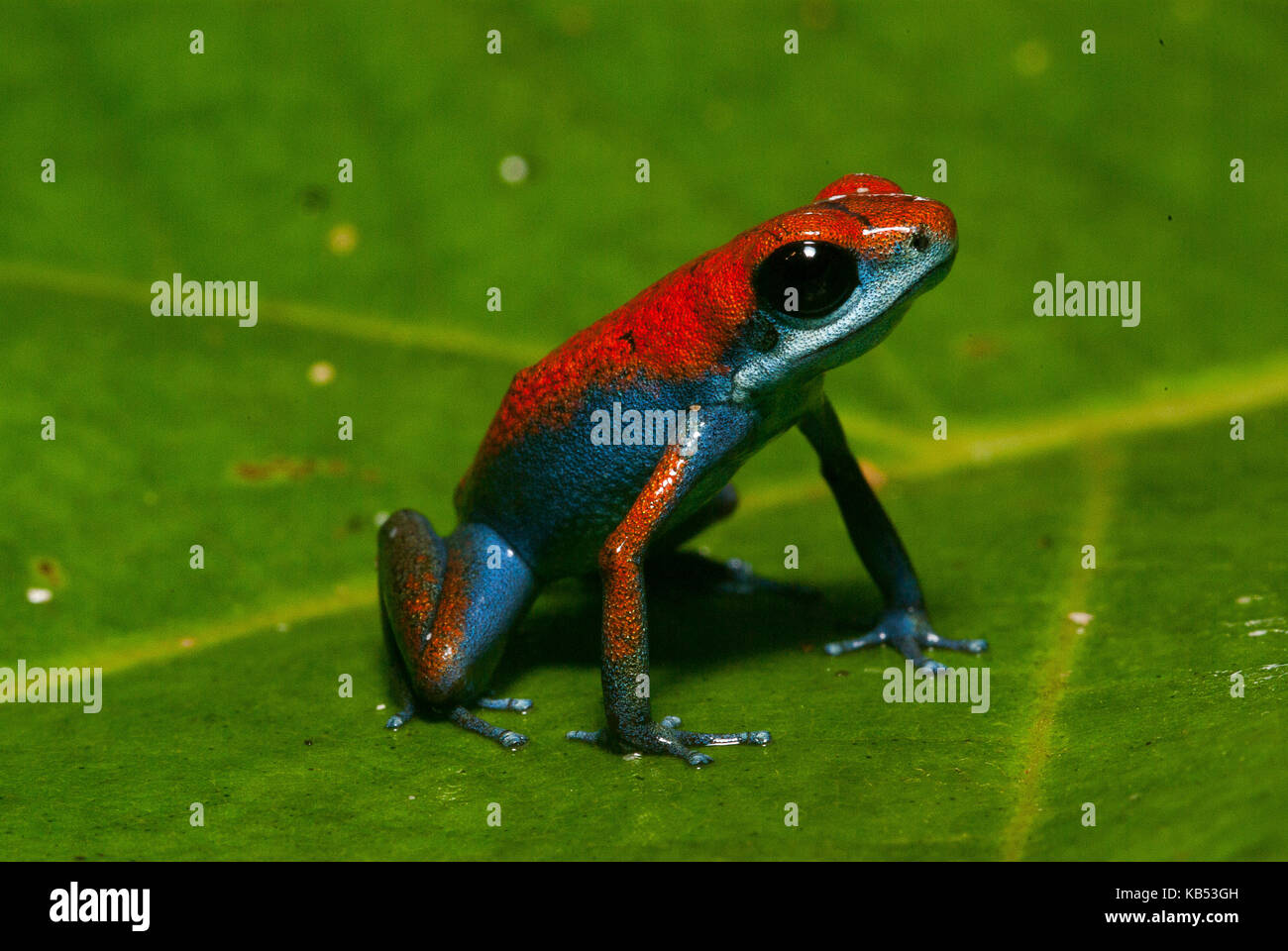 Escudo de Veraguas morph strawberry poison frog (oophaga pumilio ...