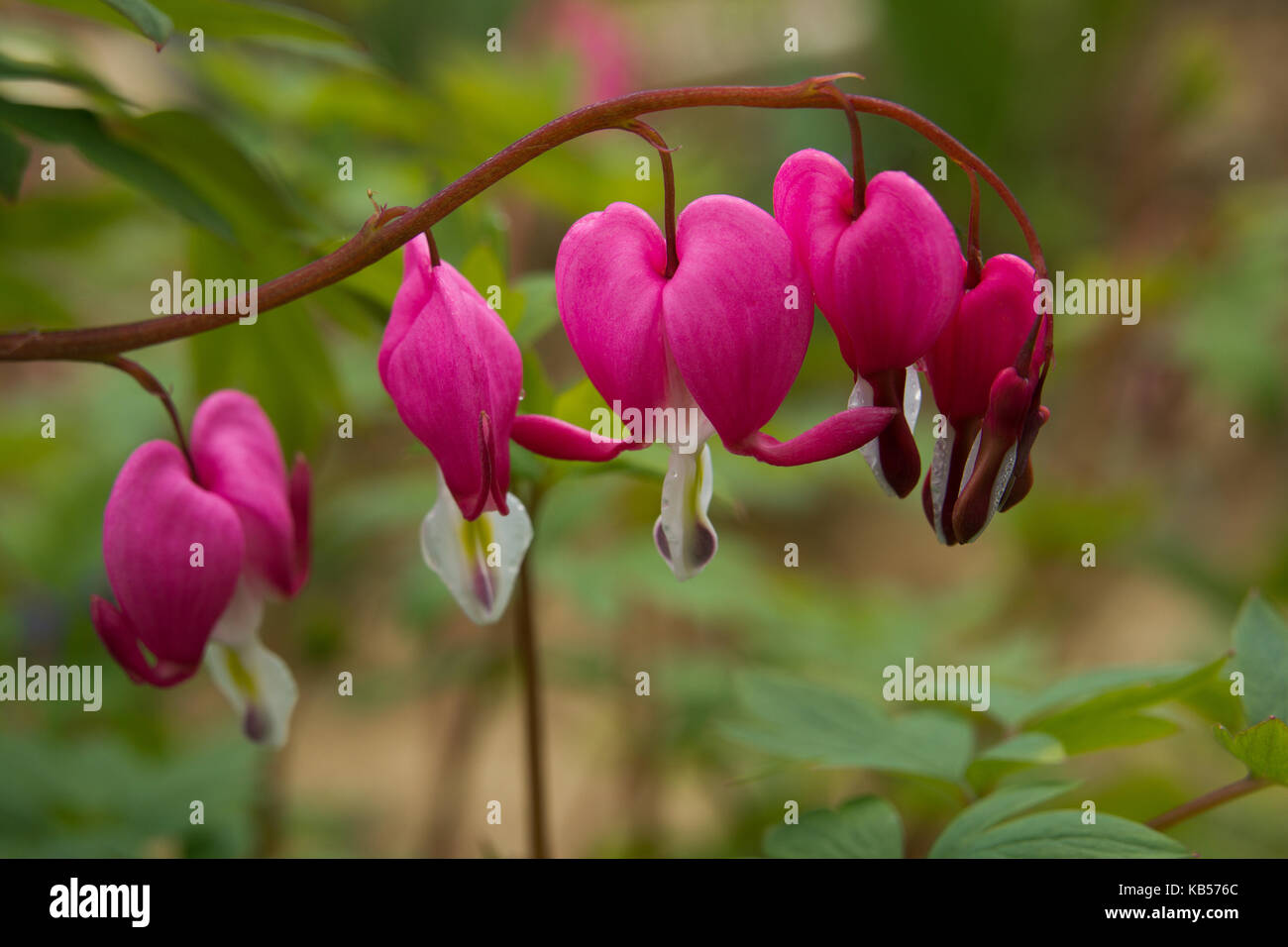 Plante coeur saignant rouge Banque de photographies et d’images à haute ...