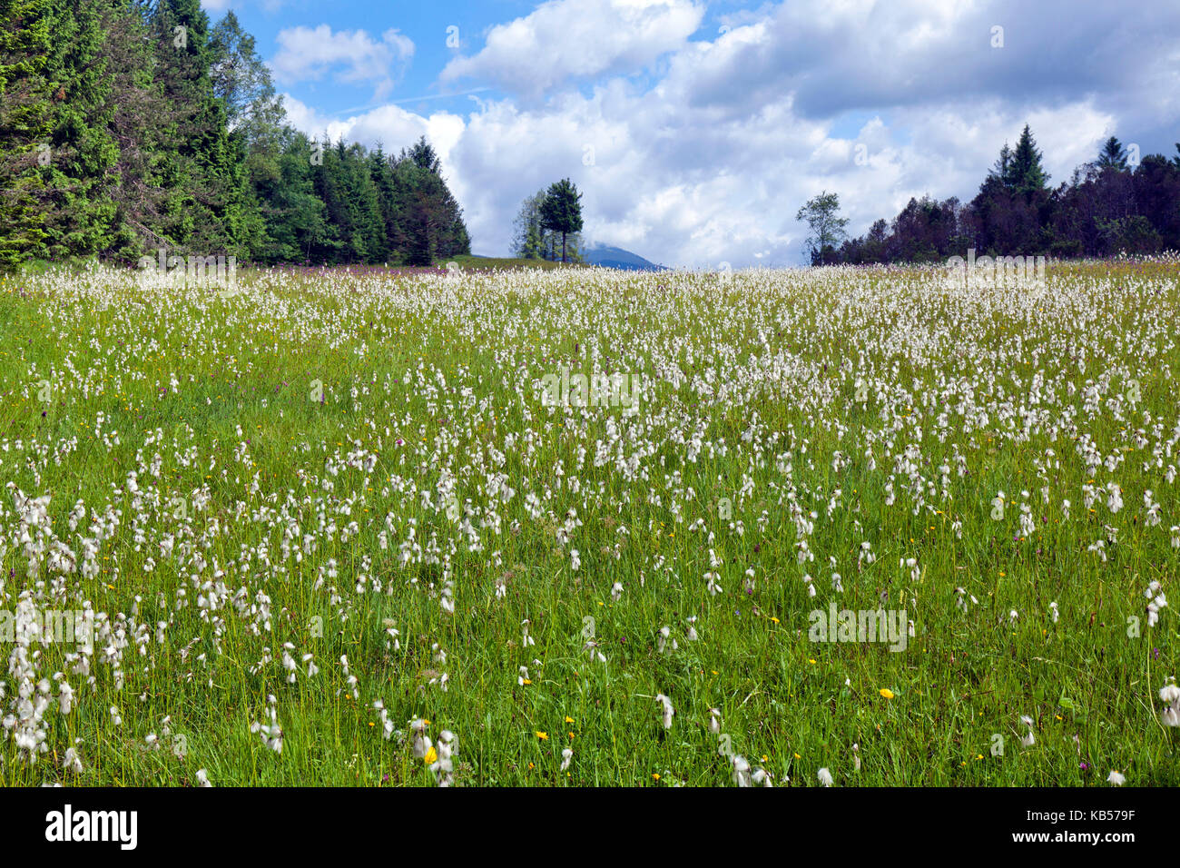 Prairie Humide Banque d'image et photos - Alamy
