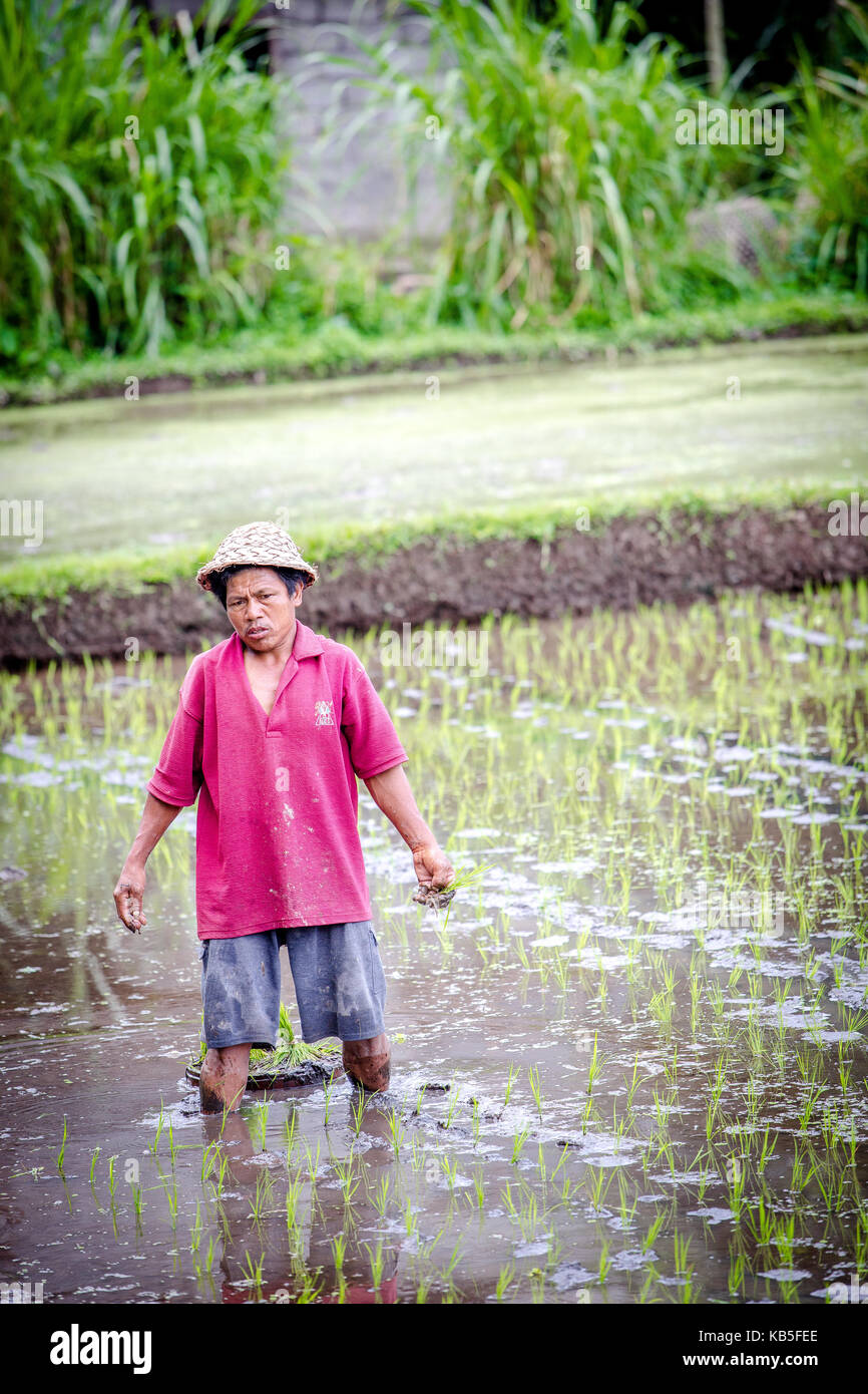 Processus de plantation Banque de photographies et d’images à haute ...