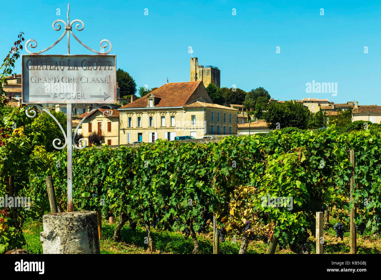 Grand cru du vignoble de Château la clotte dans cette célèbre région du ...