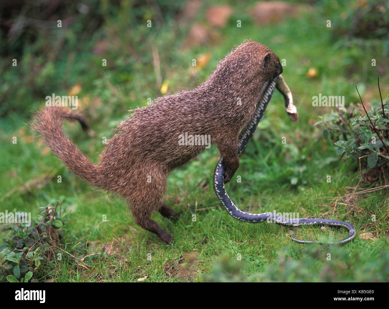 The Egyptian Mongoose Herpestes Ichneumon Banque d'image et photos - Alamy