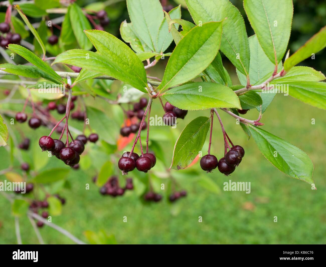 Aronia noir Banque de photographies et d’images à haute résolution - Alamy