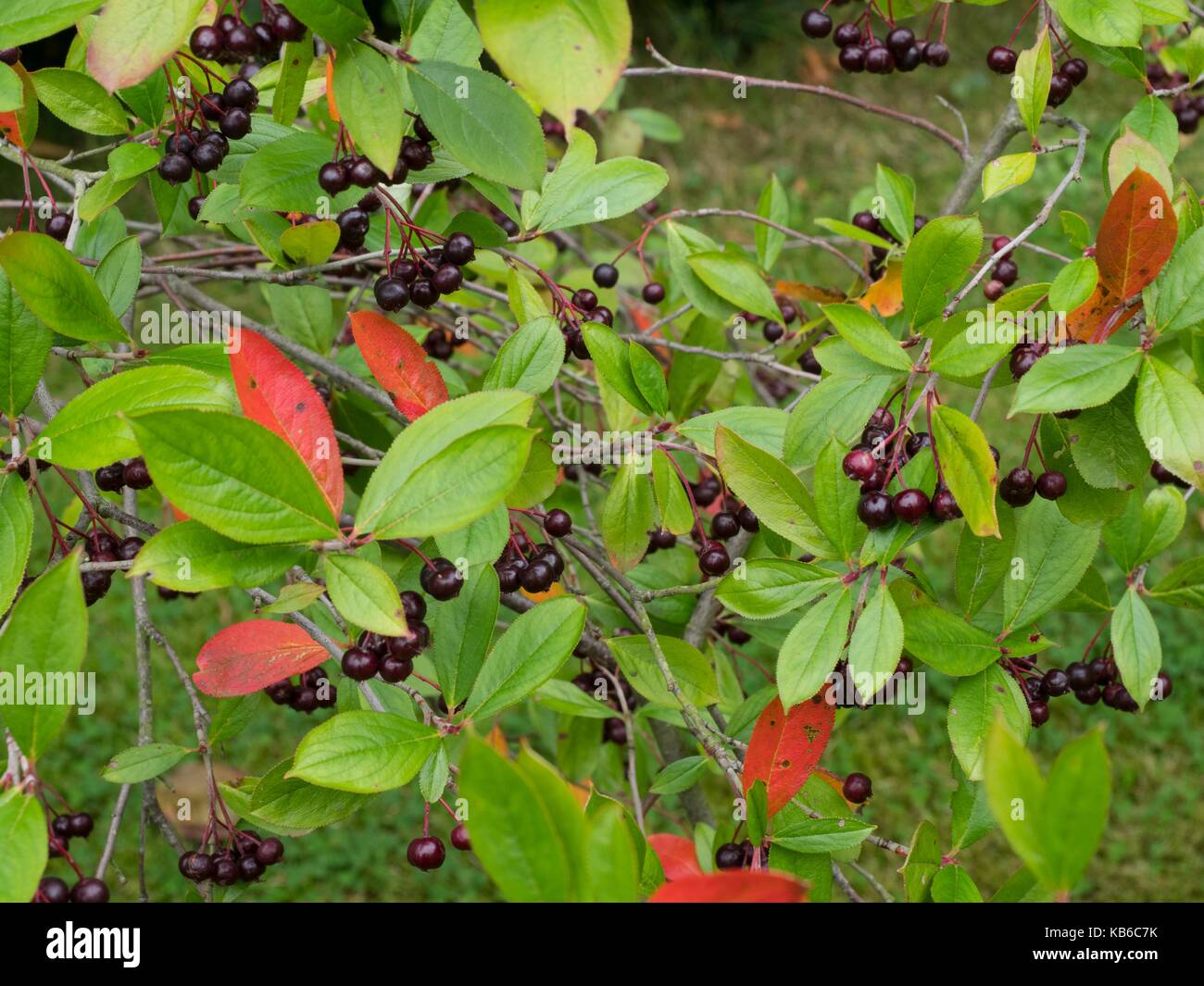 Aronia noir Banque de photographies et d’images à haute résolution - Alamy