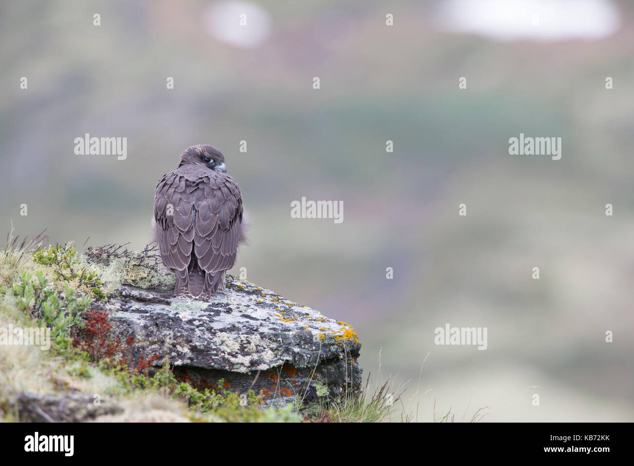 Le faucon gerfaut (Falco rusticolus) les jeunes assis sur la pierre ...