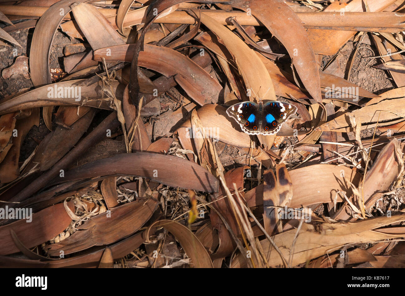 Modjadji cycad reserve Banque de photographies et d’images à haute ...