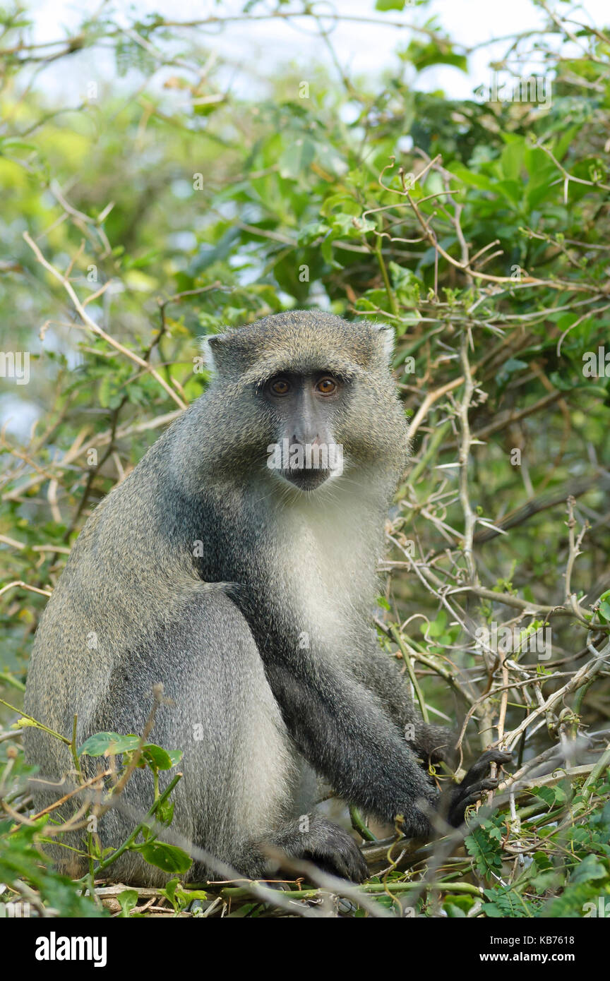 Singes samango (Cercopithecus frontalis) dans l'arbre d'acacia épineux ...