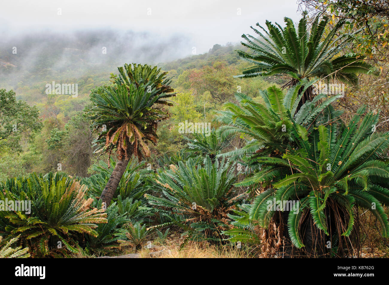 Modjadji cycad reserve Banque de photographies et d’images à haute ...