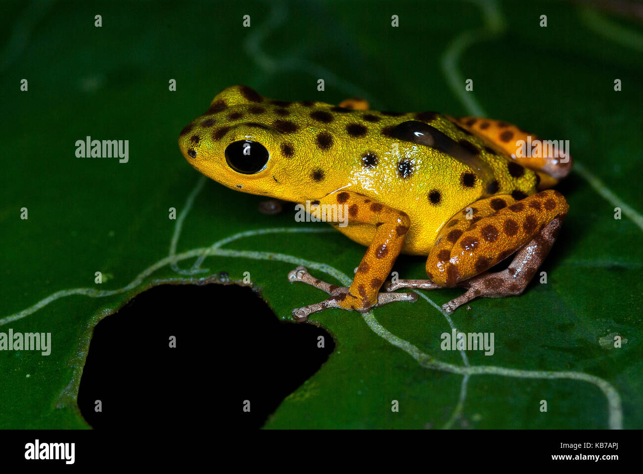 L'île de colon morph strawberry poison frog (oophaga pumilio) le ...