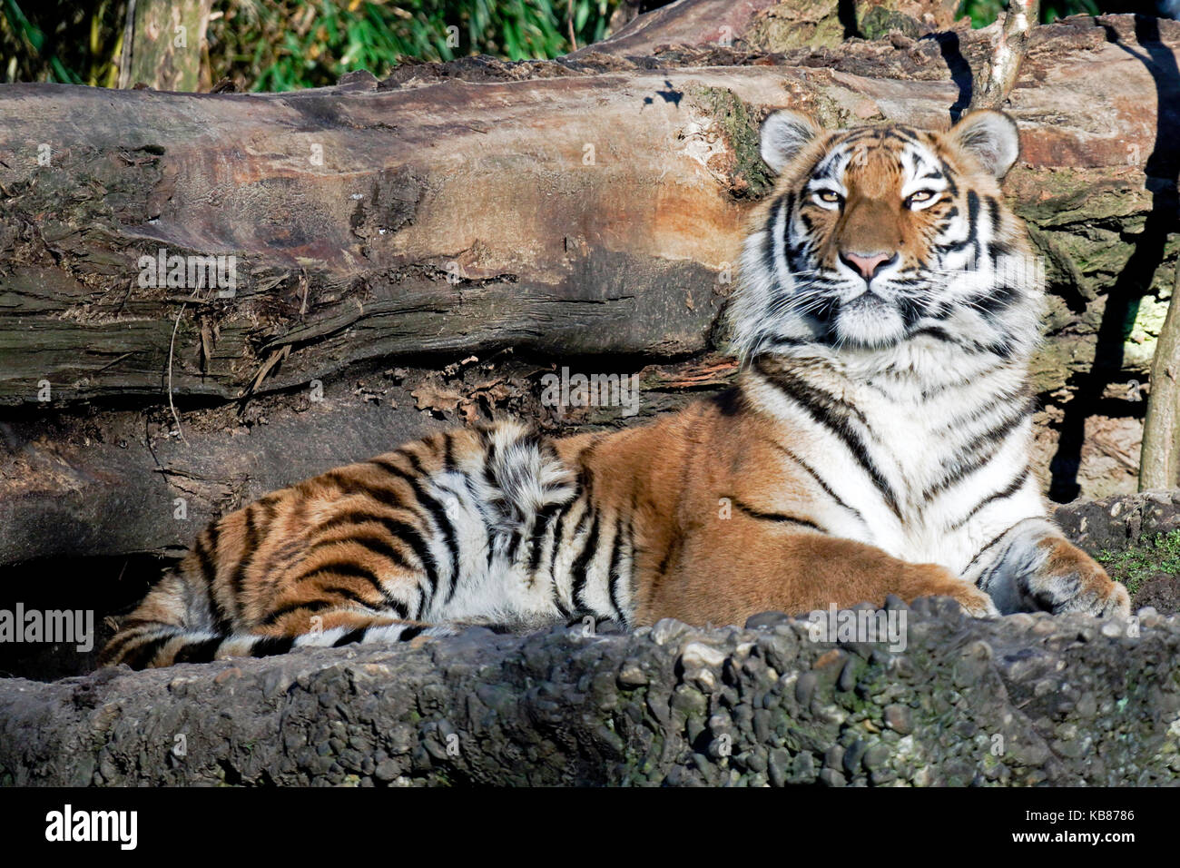 Tigre complet du corps Banque de photographies et d’images à haute ...