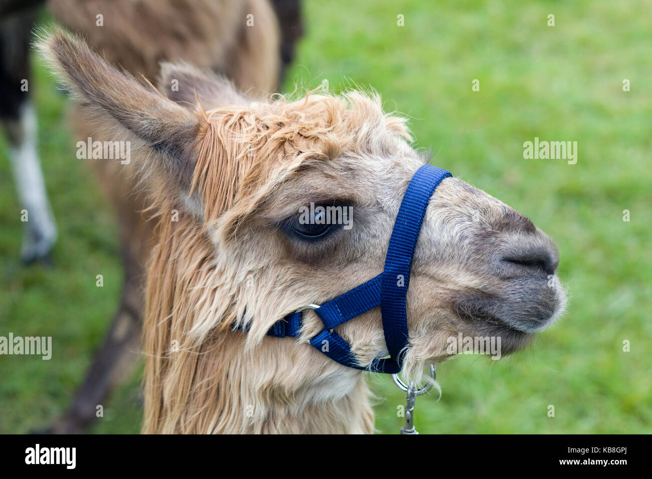 Lama teeth Banque de photographies et d’images à haute résolution - Alamy