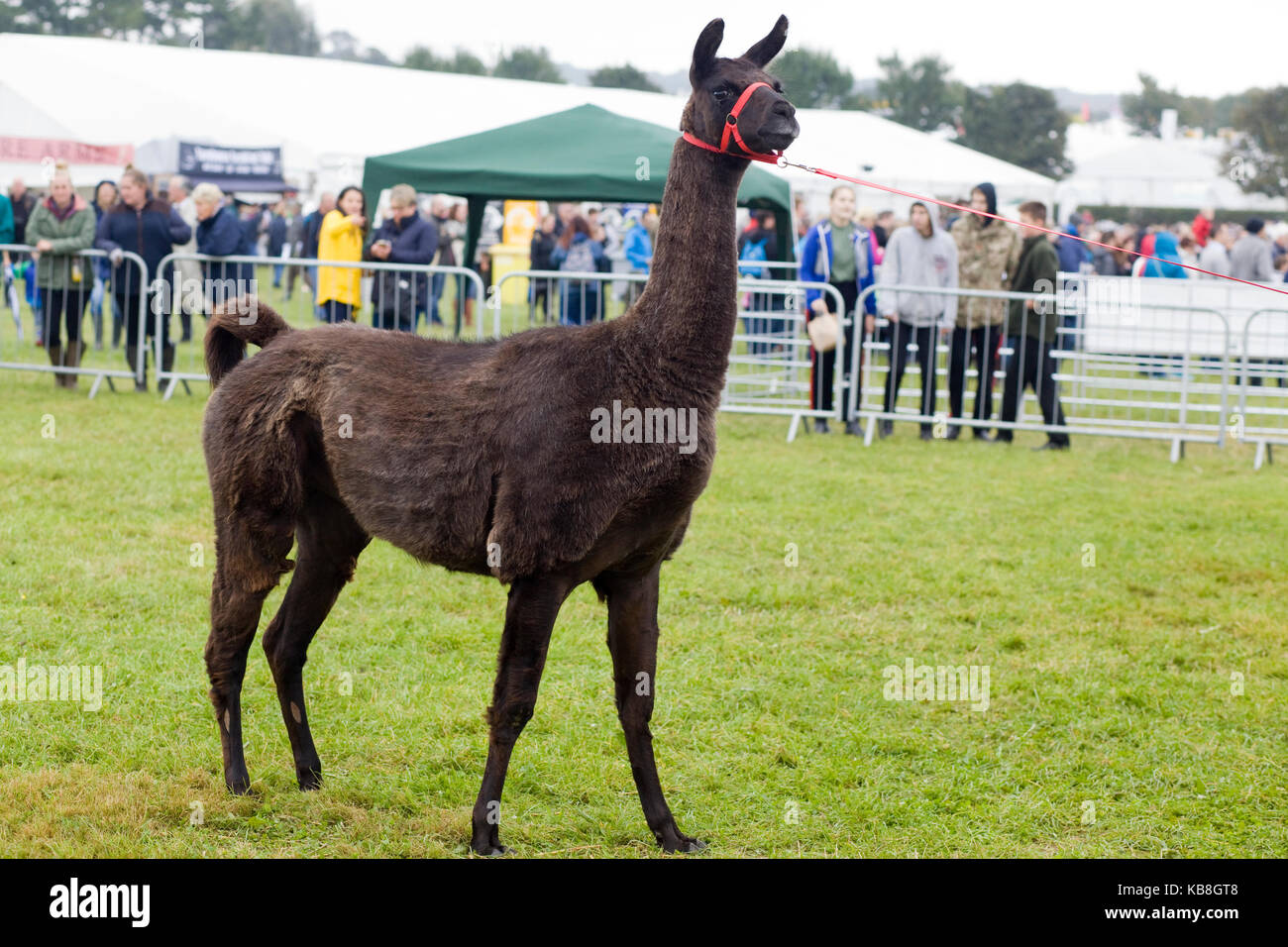 Lama teeth Banque de photographies et d’images à haute résolution - Alamy