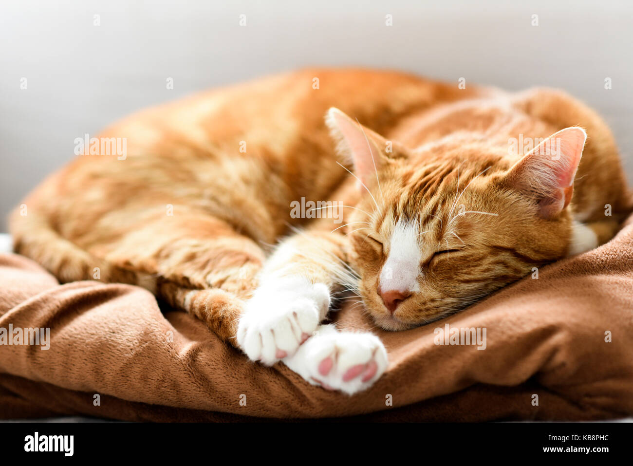 Chaton Sur Fond Blanc Banque d'image et photos - Alamy
