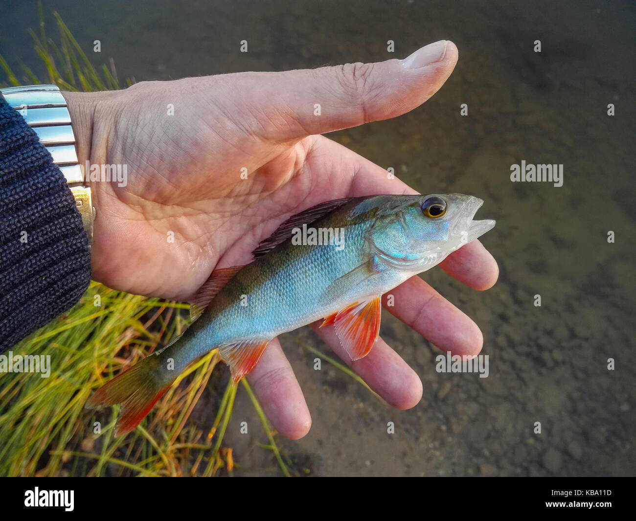 Poisson perche Banque de photographies et d’images à haute résolution ...