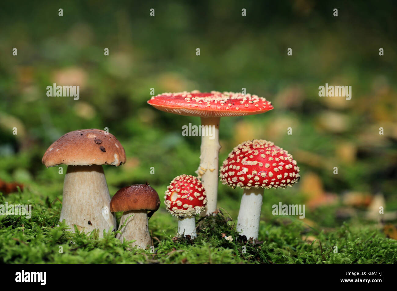 Bolets toxiques Banque de photographies et d’images à haute résolution - Alamy