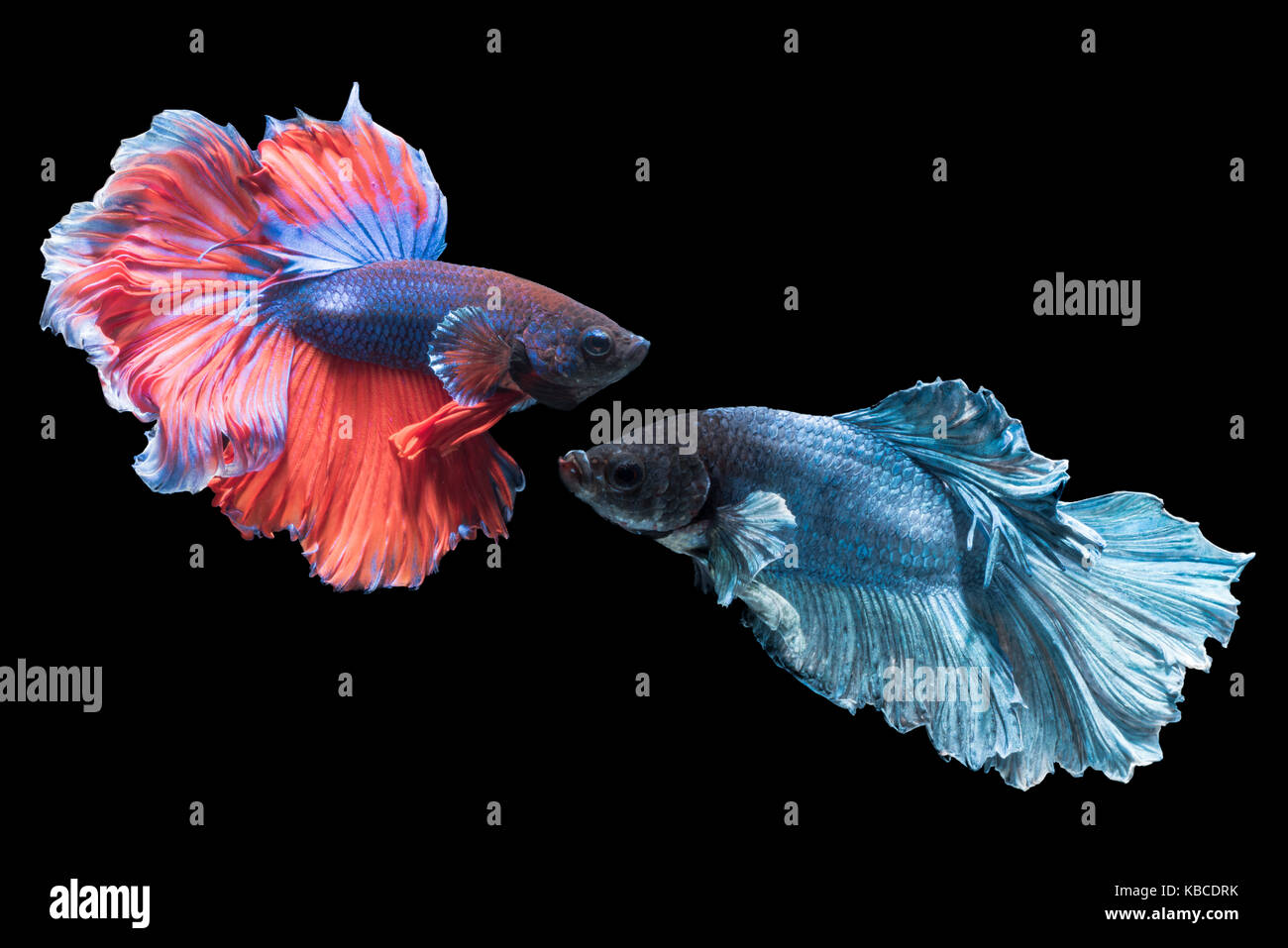 Betta Splendens, belle rouge et bleu poisson combat isolé sur fond noir ...