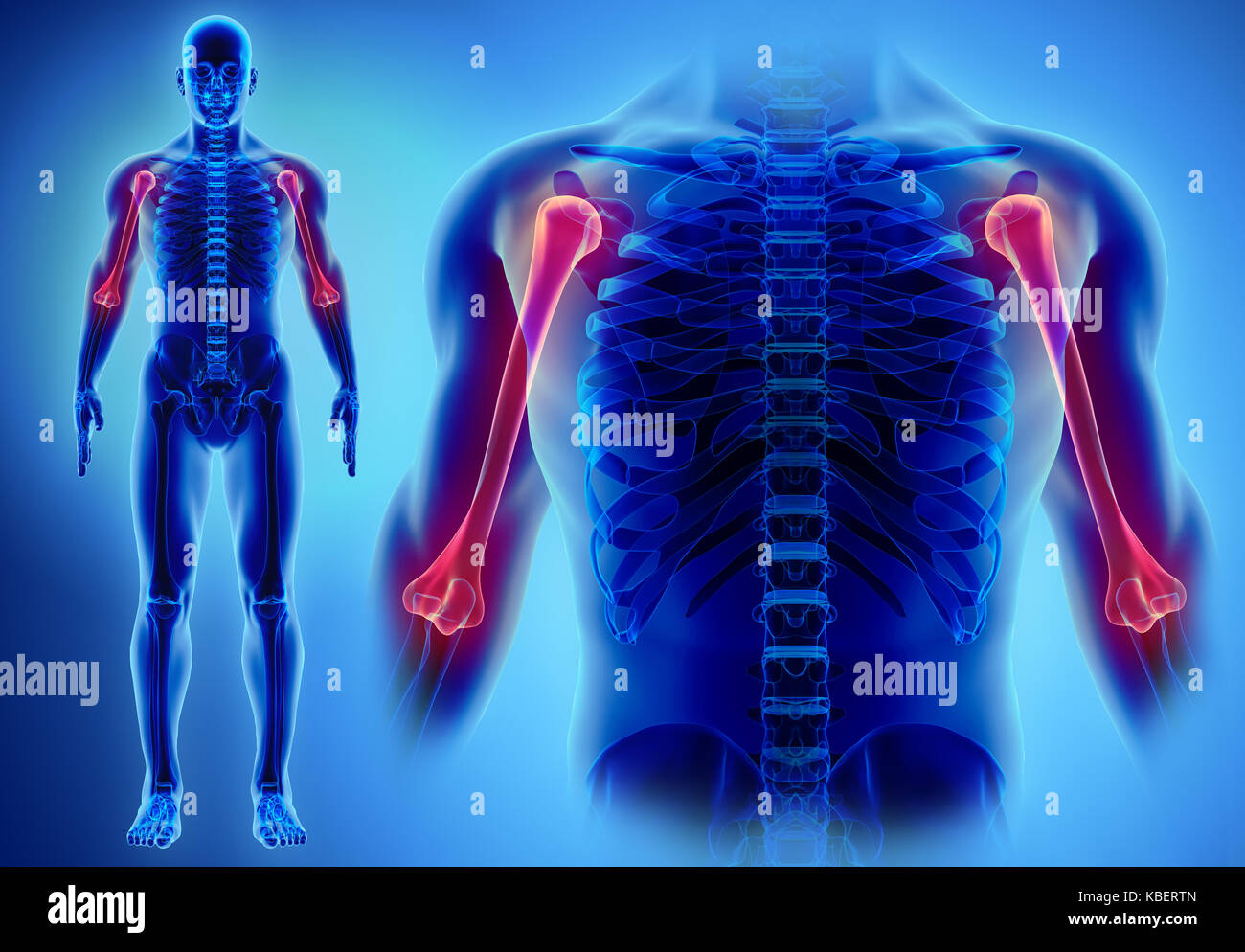 Anatomie du coude et cartilage Banque de photographies et d’images à ...