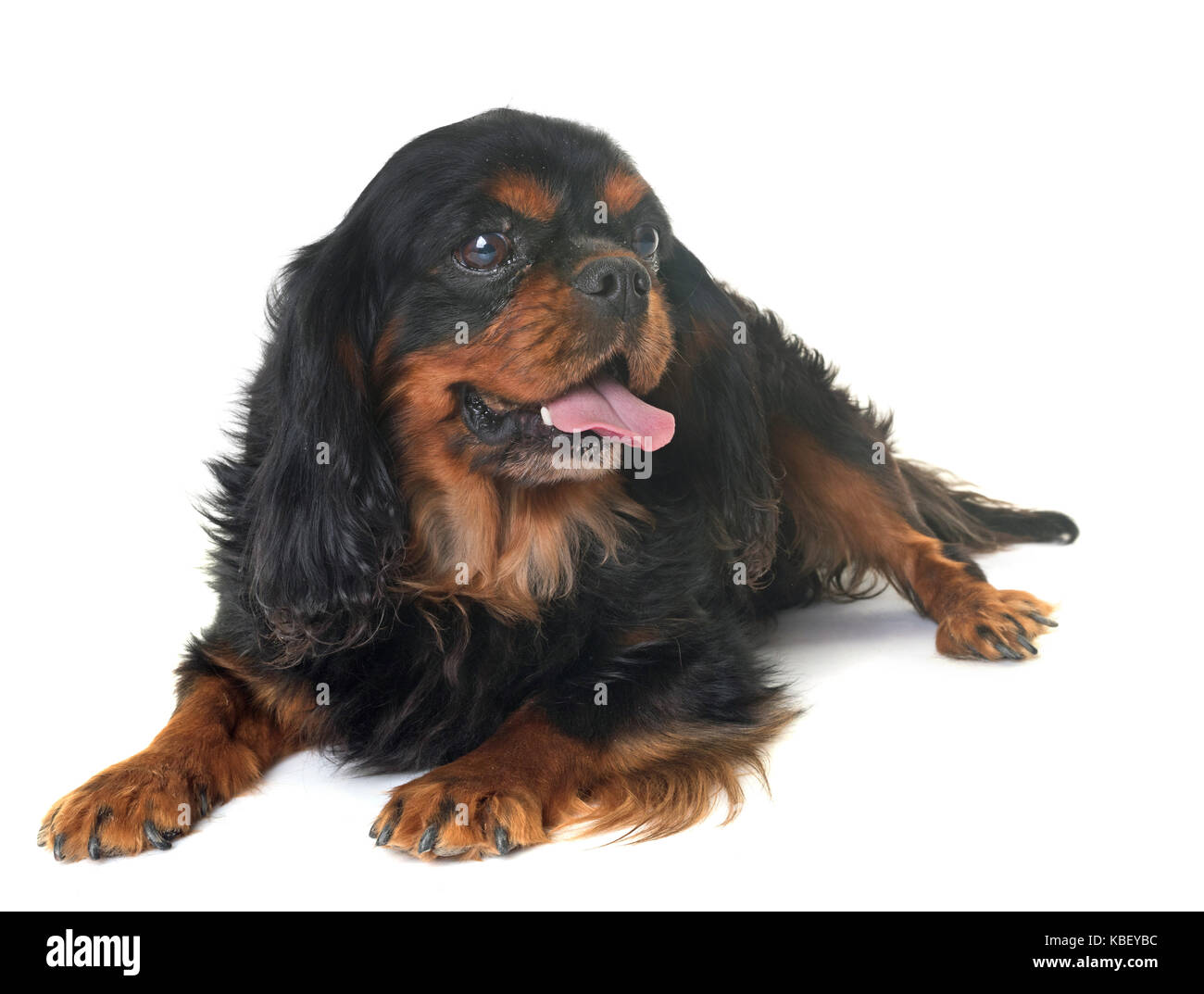 Black tan cavalier king charles Banque d'image et photos - Alamy