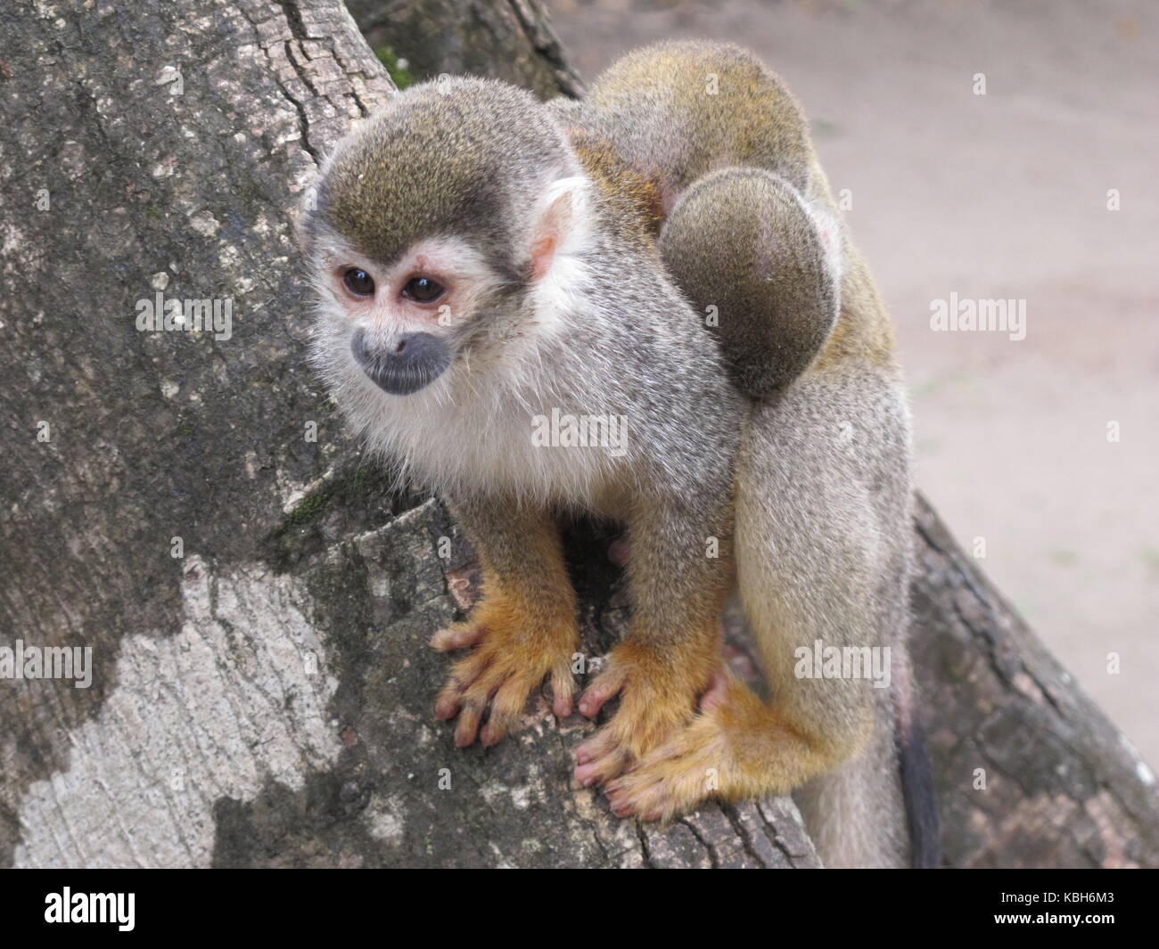 Politique singe écureuil (Saimiri sciureus) également connu sous le nom ...