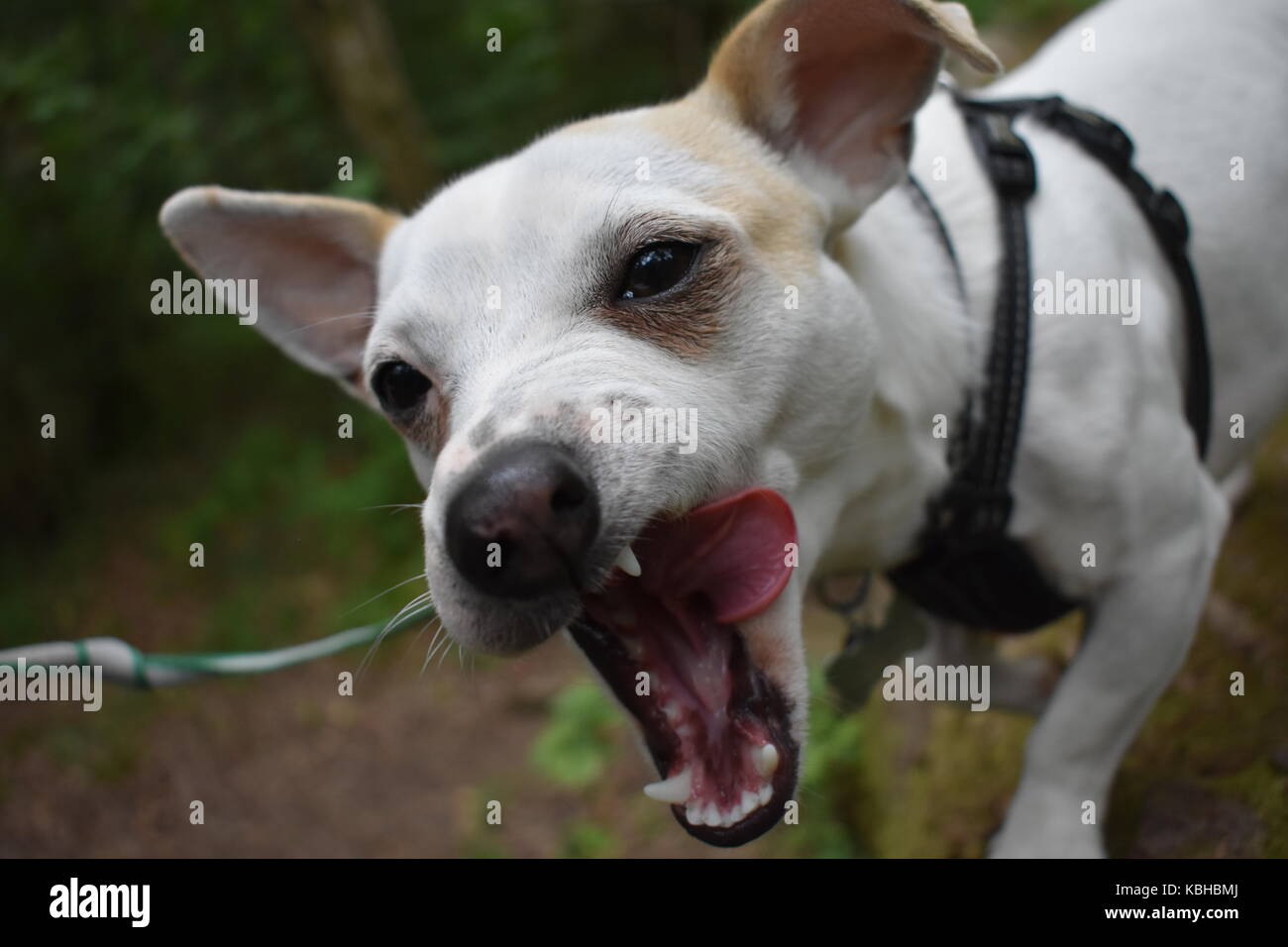 Jack russel chihuahua Banque de photographies et d’images à haute ...