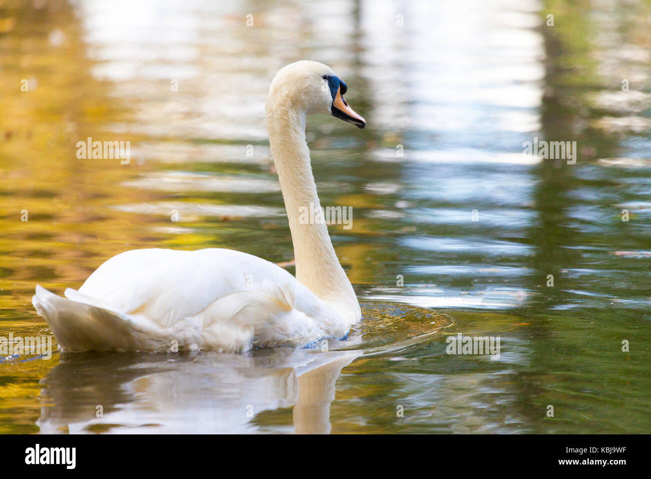 Nage sur un lac Banque de photographies et d’images à haute résolution - Alamy