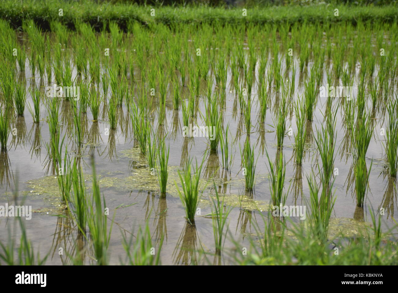 Close up de plants de riz dans les rizières en terrasses de jatiluwih à ...
