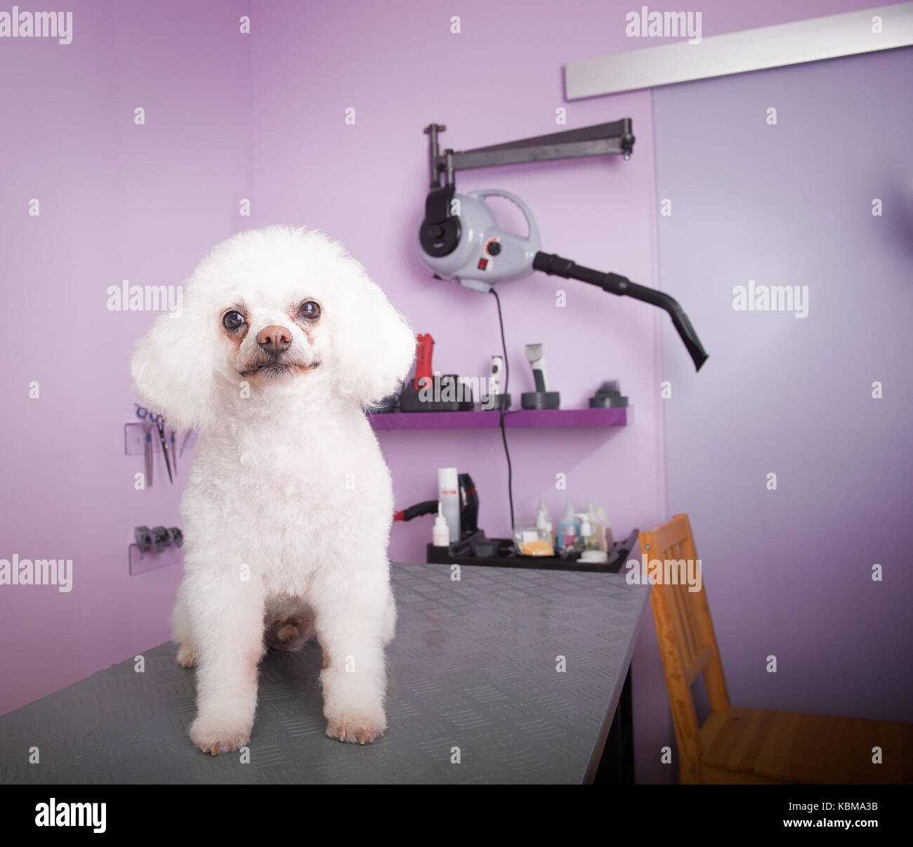 Hair salon poodle Banque de photographies et d’images à haute ...