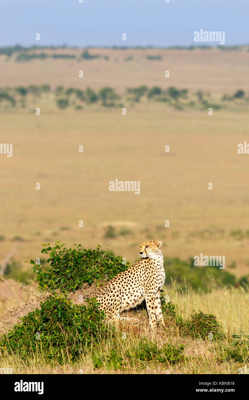 Le guépard assis dans la savane en Afrique et les scouts Photo Stock ...