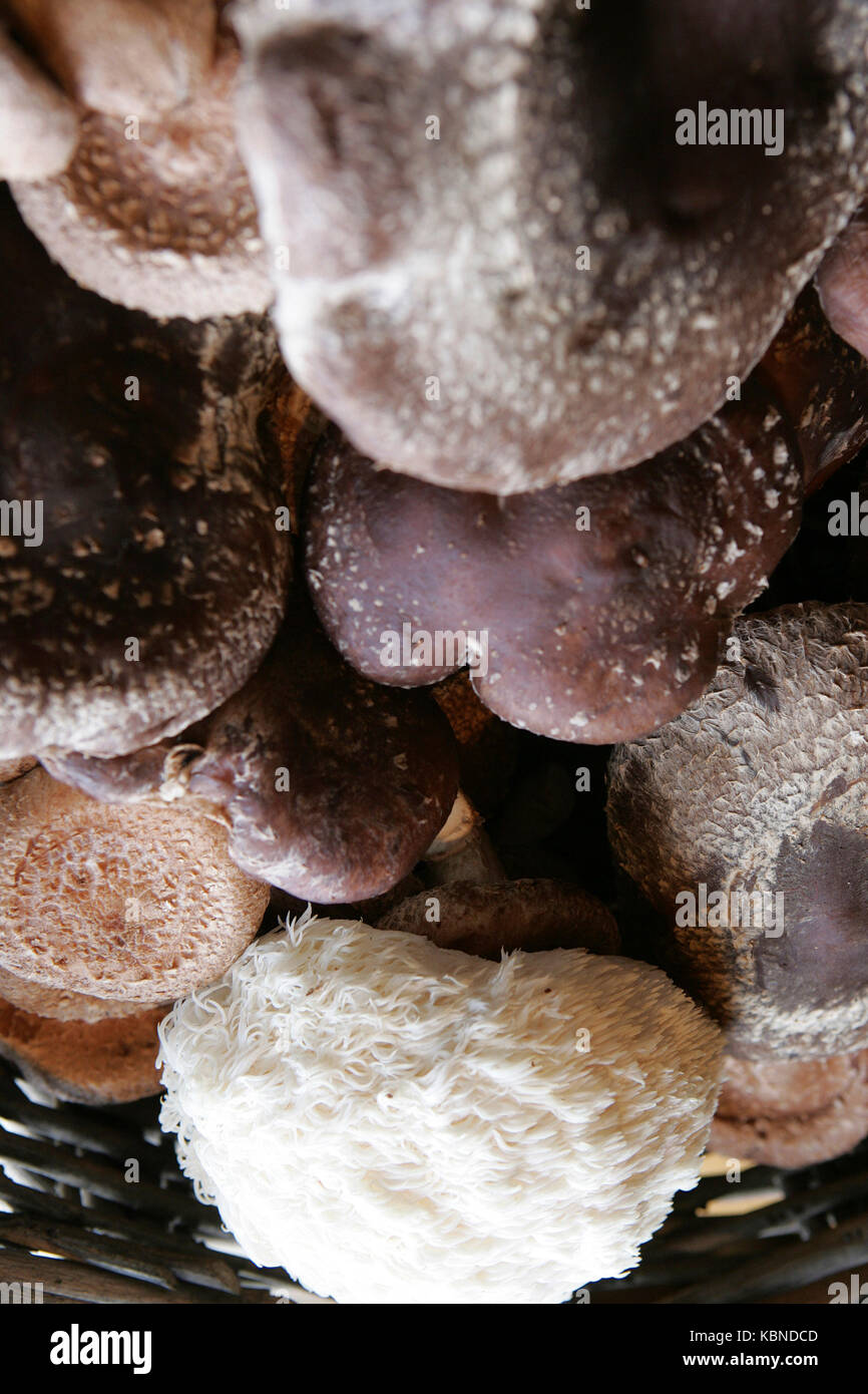 Différents types de champignons comestibles Photo Stock - Alamy